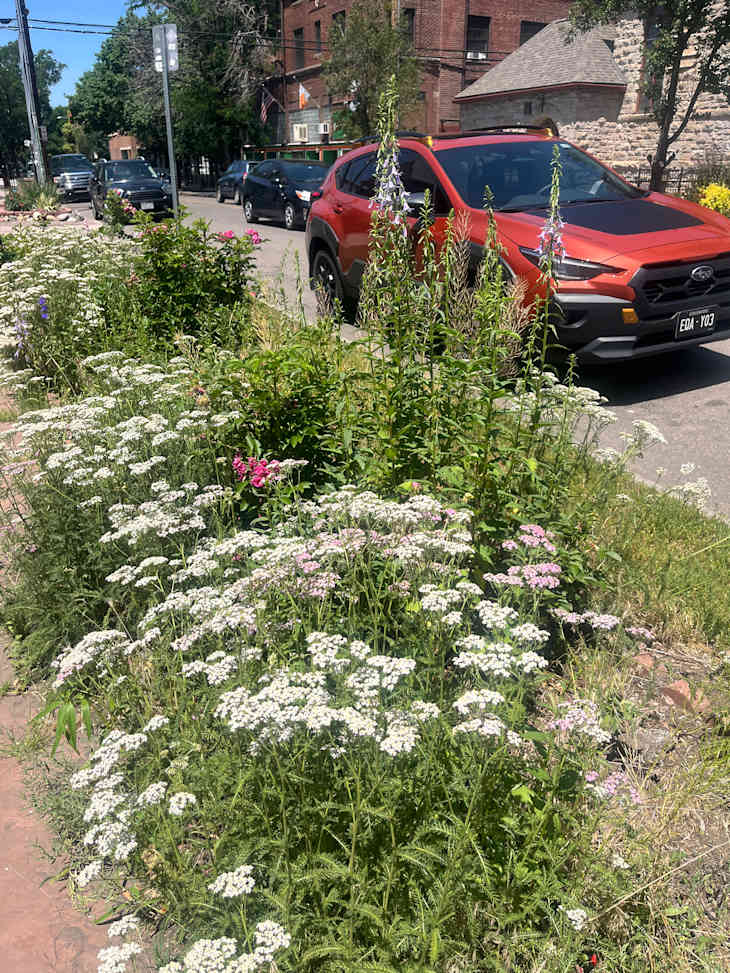 4 Plants and Flowers That I Plant Every Year as a Horticulturist ...