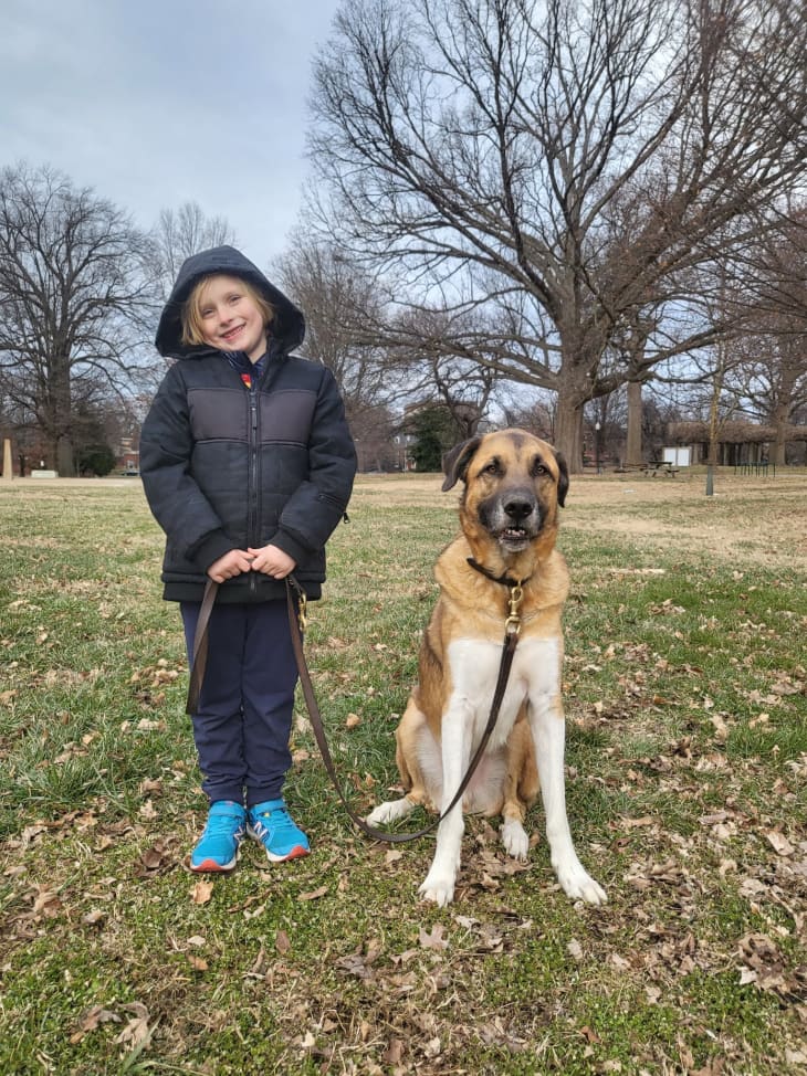 3 Expert Tips for Training Your New Family Dog | Cubby