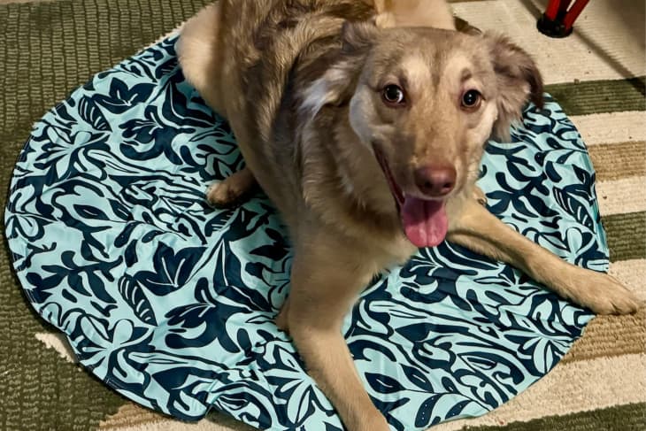 Why My Dogs Love the Coleman Reversible Cooling Mat | Apartment Therapy