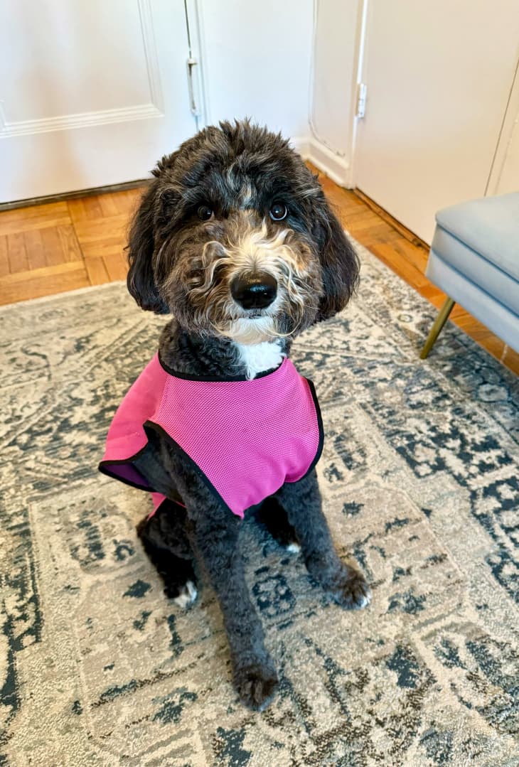 The Amazon Dog Cooling Vest We Love (It's a Summer Essential ...