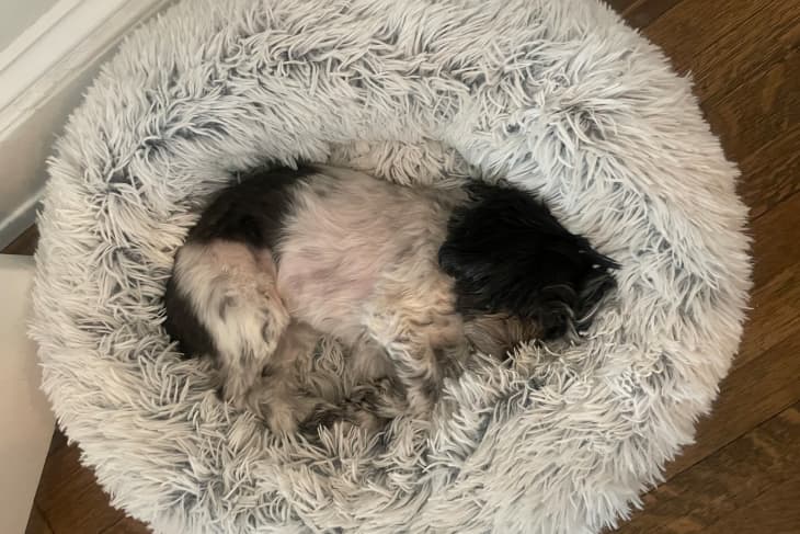 Best Friend by Sheri's Calming Donut Bed Is My Dog's Favorite ...