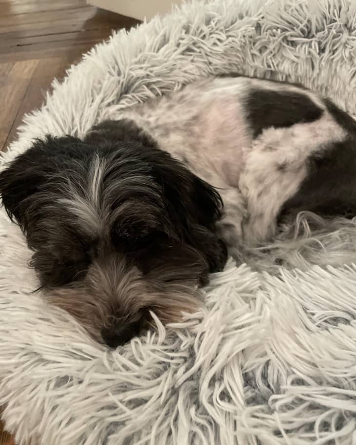 Best Friend by Sheri's Calming Donut Bed Is My Dog's Favorite ...