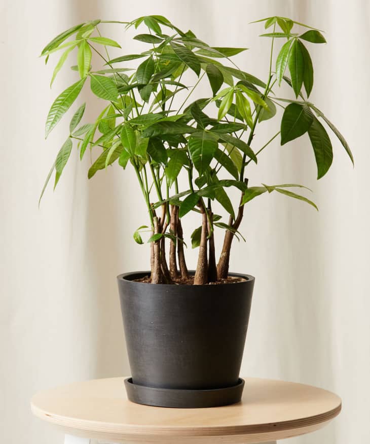 Bloomscape Plants Sale 2023 | The Kitchn