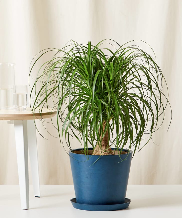 Bloomscape Plants Sale 2023 | The Kitchn