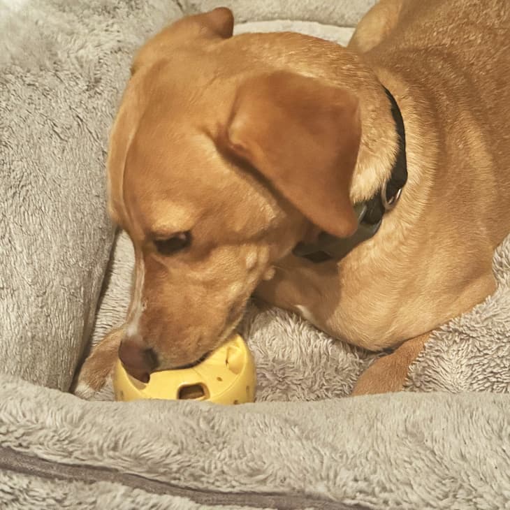 Why My Dogs Love the Woof Pupsicle: My Honest Review | The Kitchn