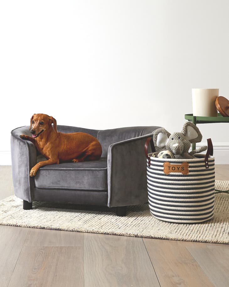 Here’s Where to Find Stylish Pet Products to Fit Your Home | Apartment ...