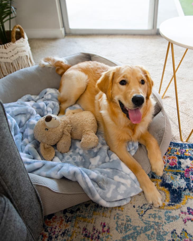 How a First-Time Dog Owner Made a Pet-Friendly Home for Her New Pup ...