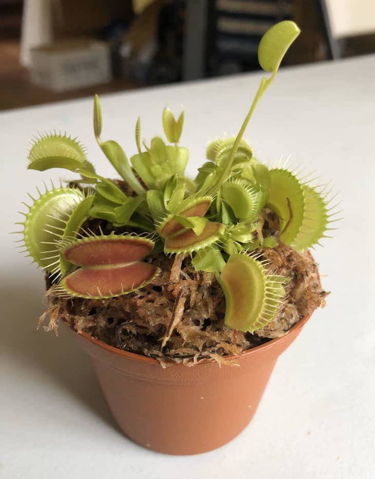 35 Funny Gifts for 2021 (Even Curmudgeons Will Laugh) | Apartment Therapy