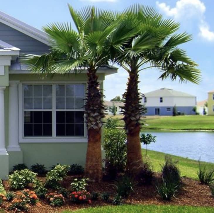 7 Low-Light Landscaping Picks From FastGrowingTrees.com | Apartment Therapy