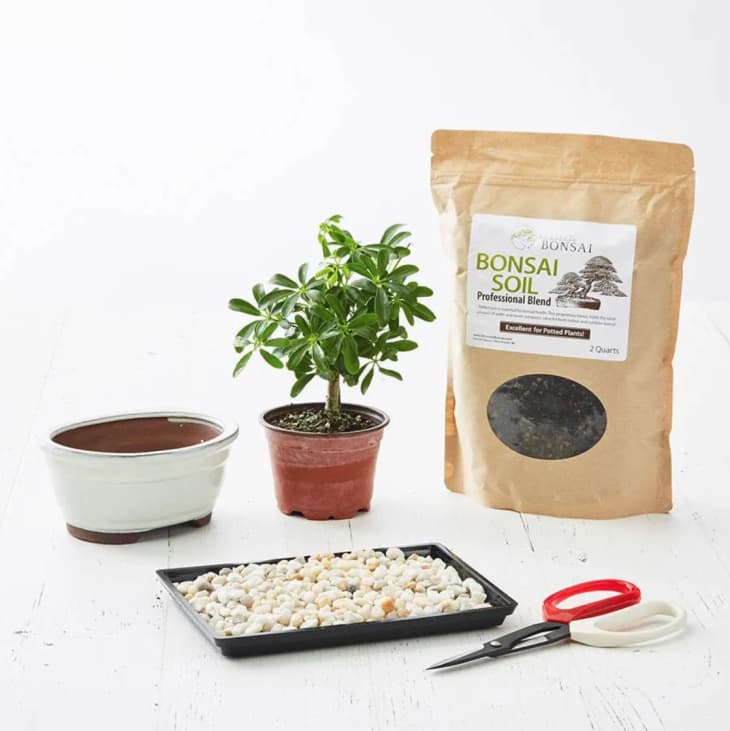 30 Best Gifts For Plant Lovers and Green Thumbs in 2021 | Apartment Therapy