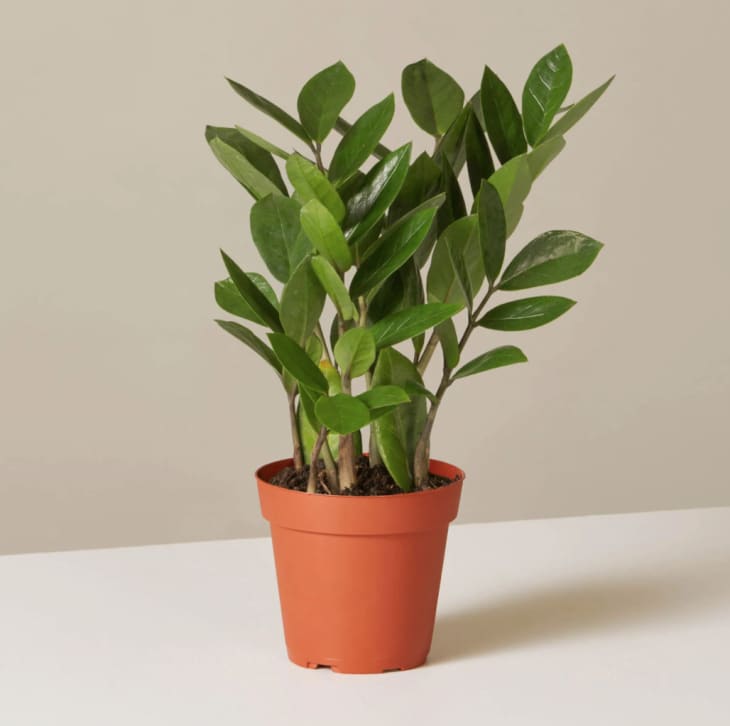 Love Ferns Are Unironically the Best Valentine’s Day Gift for Anyone on ...