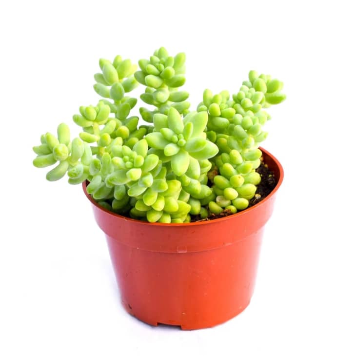 Love Ferns Are Unironically the Best Valentine’s Day Gift for Anyone on ...