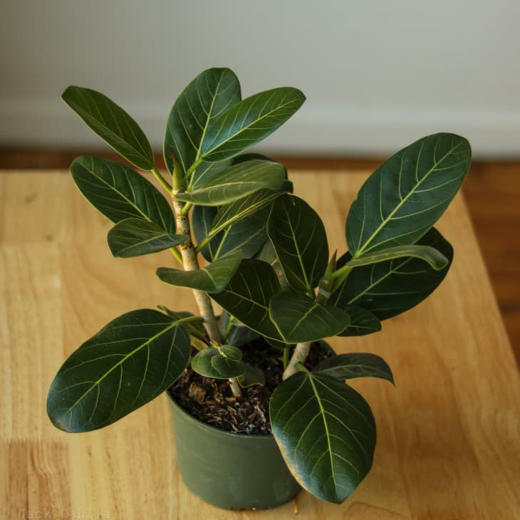 Ficus Tree Care - How to Grow & Maintain Ficus Indoors | Apartment Therapy