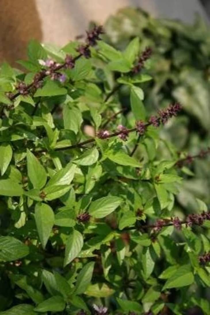 5 Best Varieties of Basil To Grow at Home | The Kitchn