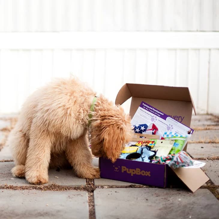Where to Buy Pet Food Online: Chewy, Petsmart, Farmer's Dog | The Kitchn