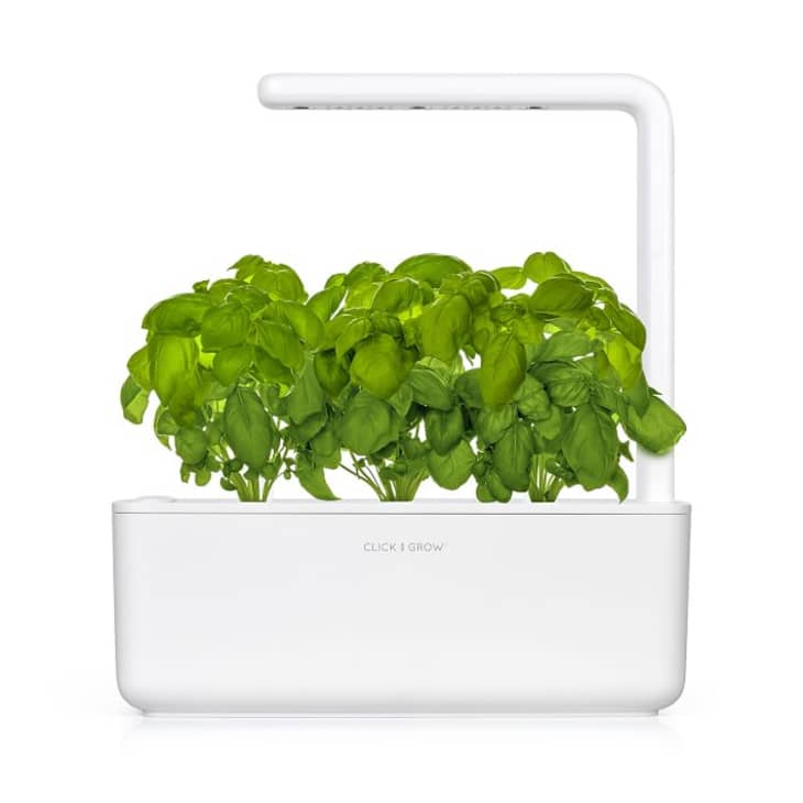 8 Best Indoor Herb Growing Kits of 2021 | Apartment Therapy