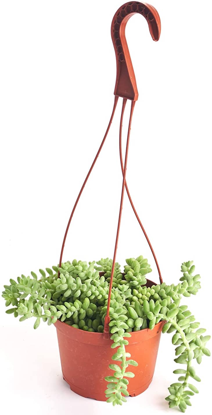 Burro's Tail Care - How to Grow & Maintain Burro's Tail Succulent ...