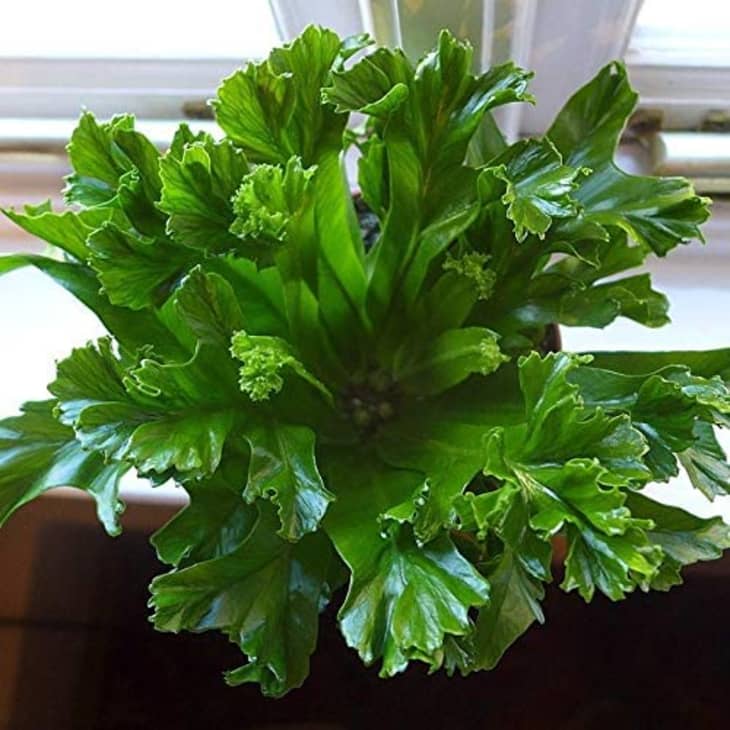 Birds Nest Fern Care How To Grow A Birds Nest Fern Plant Apartment Therapy