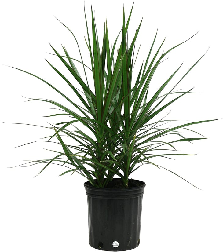 Dracaena Plant Care - How to Grow & Maintain Dracaena Plants ...