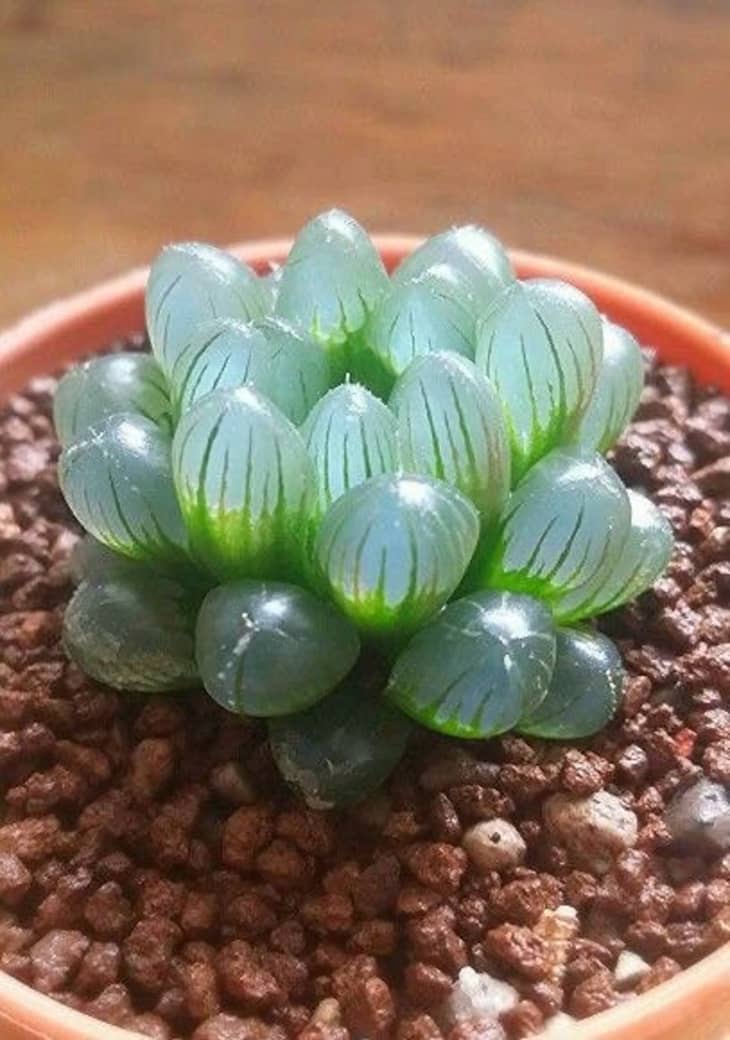 Transparent succulents are a real thing | Apartment Therapy