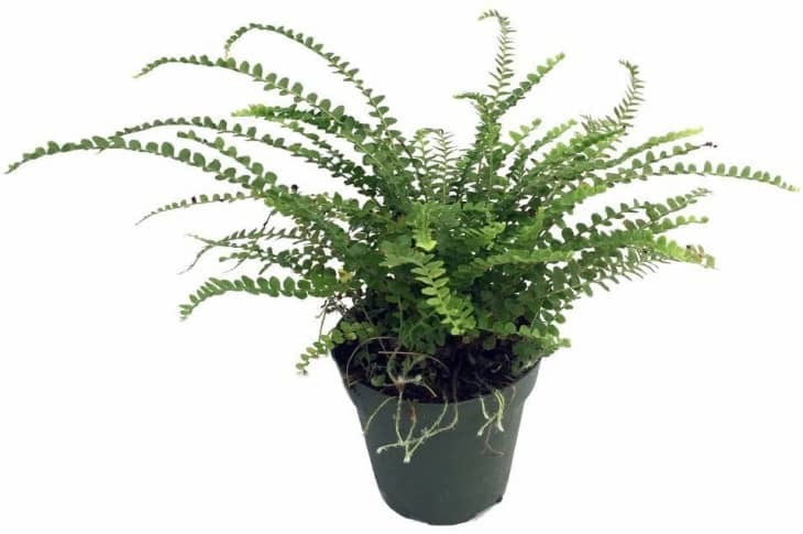 Lemon Button Fern: How to Grow this Hardy Plant | Apartment Therapy