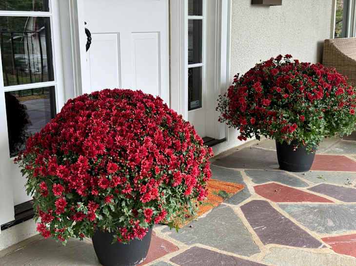 The $17 Costco Gem I Buy Every Fall (It’s Not Pumpkin Pie!) | The Kitchn