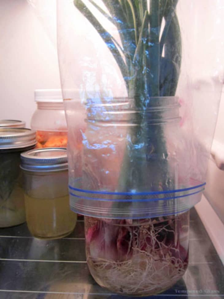 The Best Way to Store Scallions (aka Green Onions) | The Kitchn