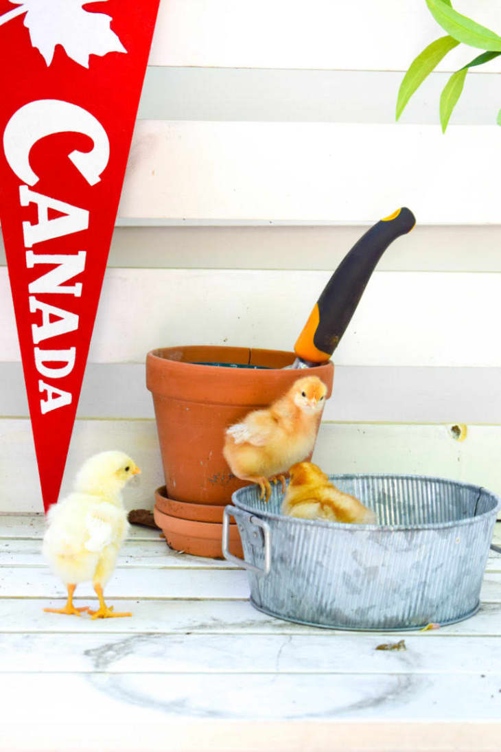 Pandemic Chickens and Eggs — Raising Chicks During Coronavirus | The Kitchn