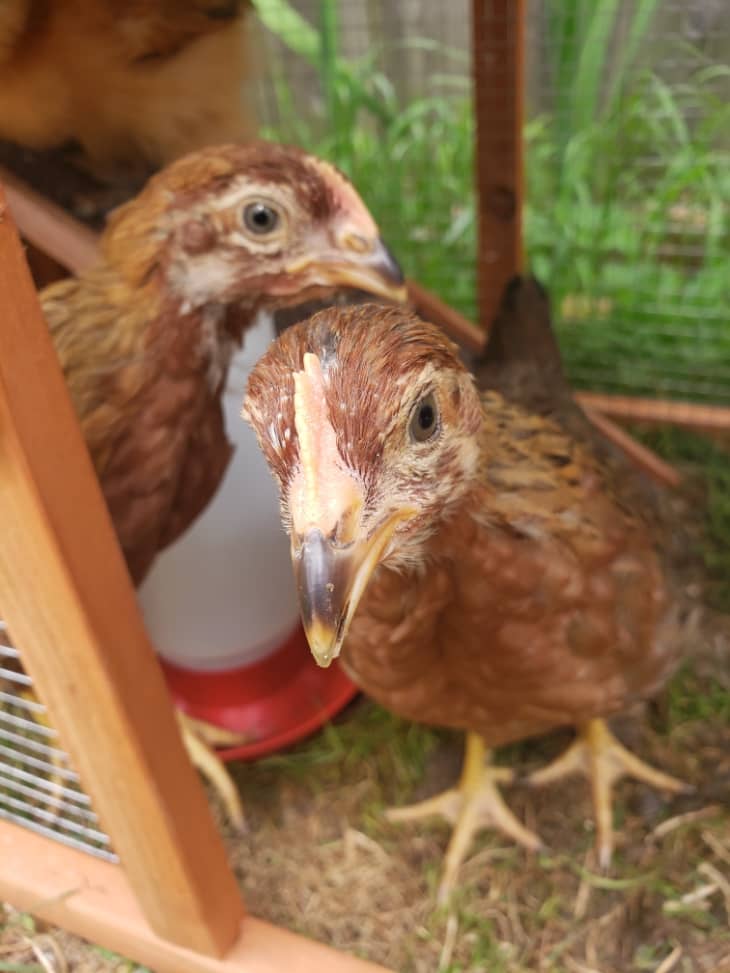 Pandemic Chickens and Eggs — Raising Chicks During Coronavirus | The Kitchn