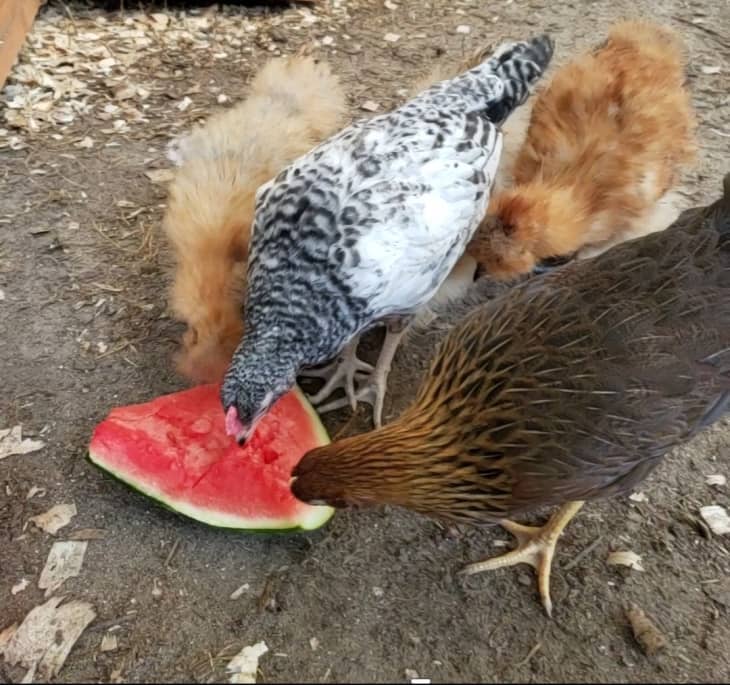 Pandemic Chickens and Eggs — Raising Chicks During Coronavirus | The Kitchn