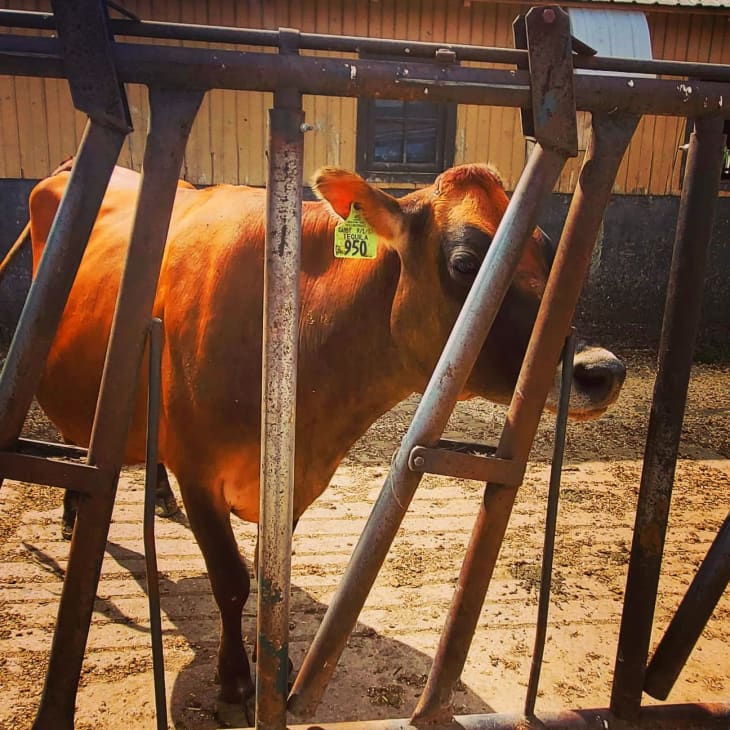 I Buy 100 Pounds of Beef From My Local Farm — Here's What I Get | The ...