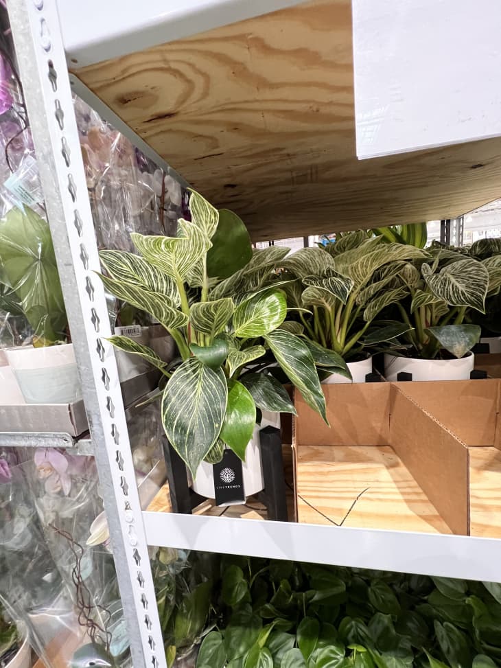 14+ Costco Plants 2022 - IfetSavana