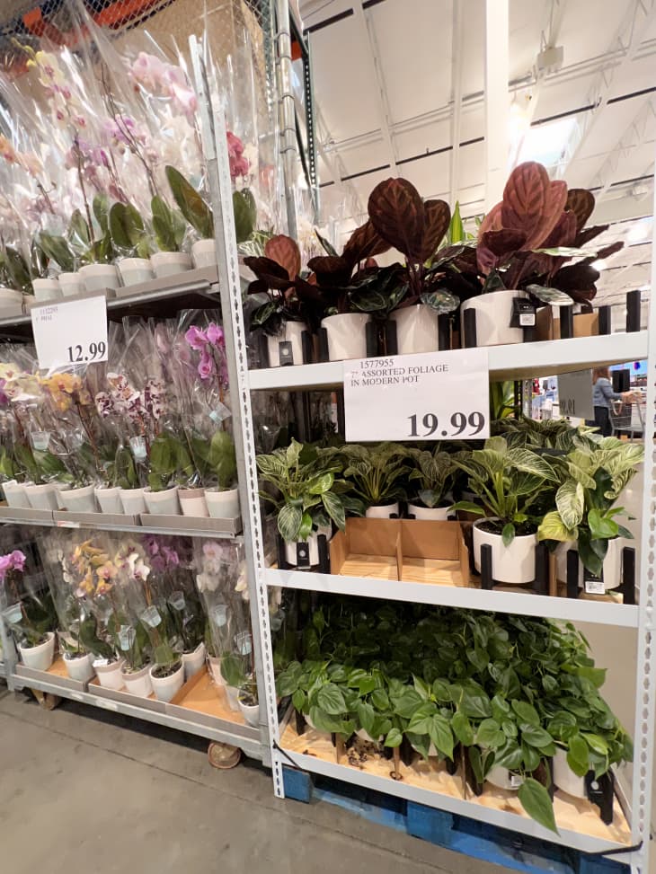 Cheap Houseplants At Costco The Kitchn