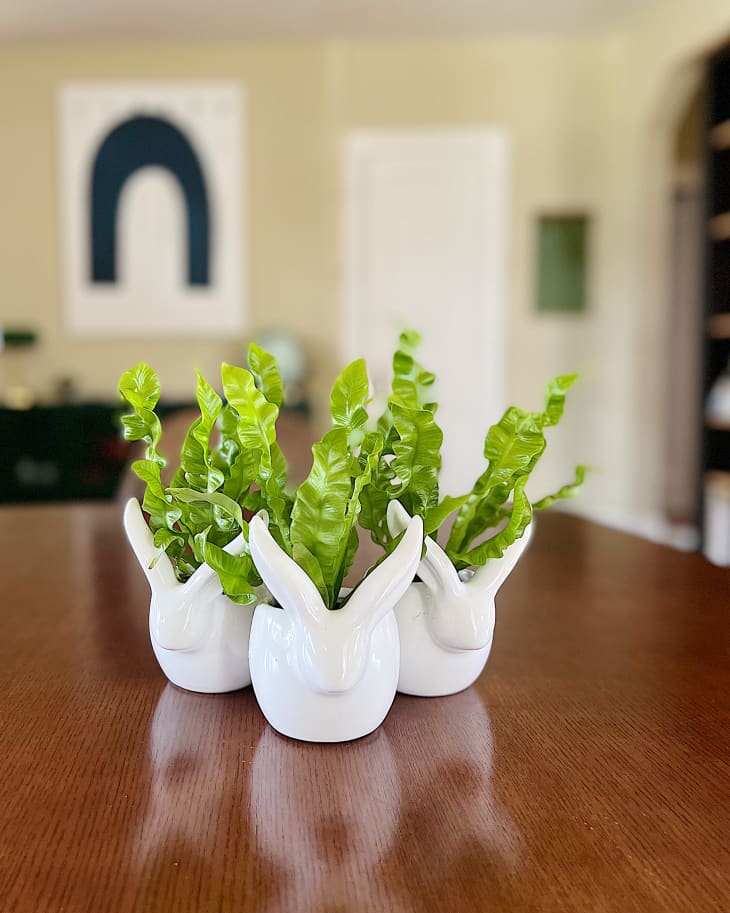 Trader Joes Bunny Planter