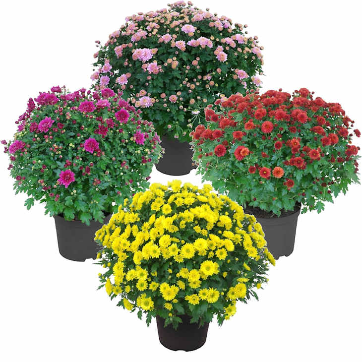 The $17 Costco Gem I Buy Every Fall (It’s Not Pumpkin Pie!) | The Kitchn