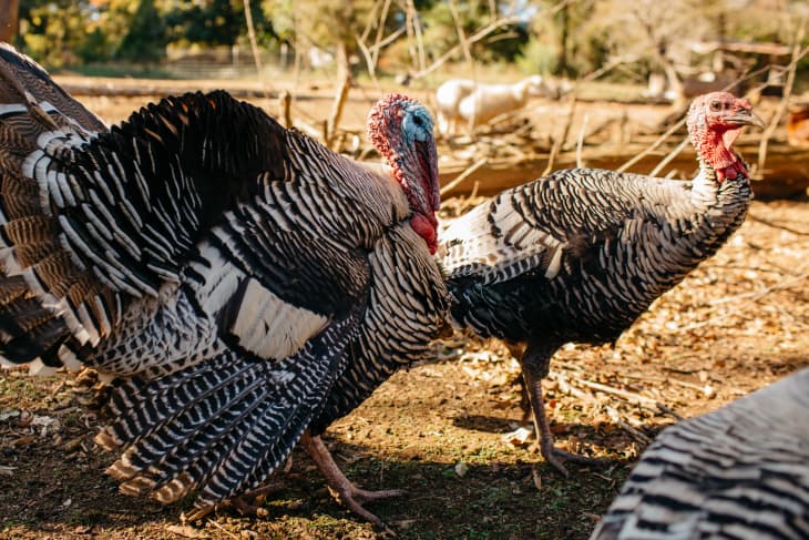 The Way We Eat: How a Heritage Turkey Farmer in S.C. Celebrates ...