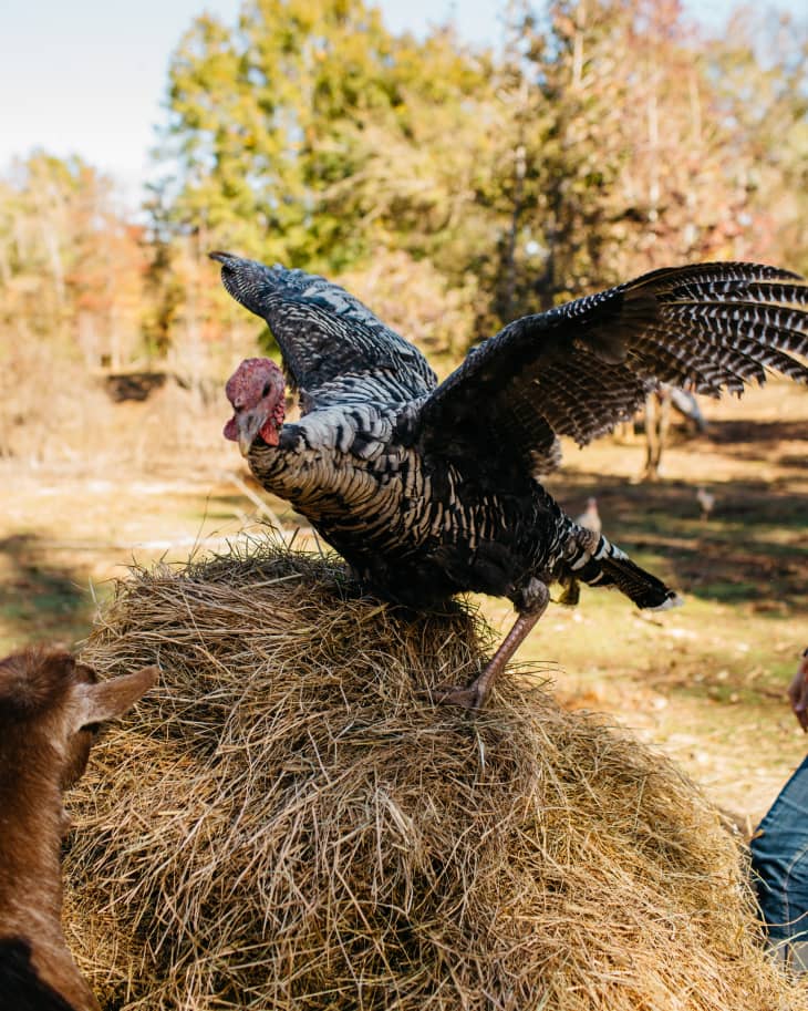 The Way We Eat: How a Heritage Turkey Farmer in S.C. Celebrates ...