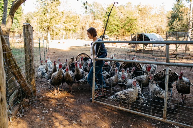 The Way We Eat: How a Heritage Turkey Farmer in S.C. Celebrates ...