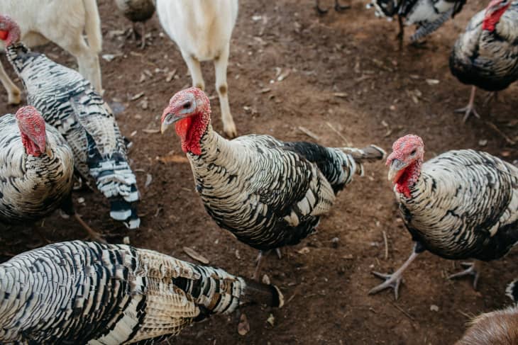 The Way We Eat: How a Heritage Turkey Farmer in S.C. Celebrates ...