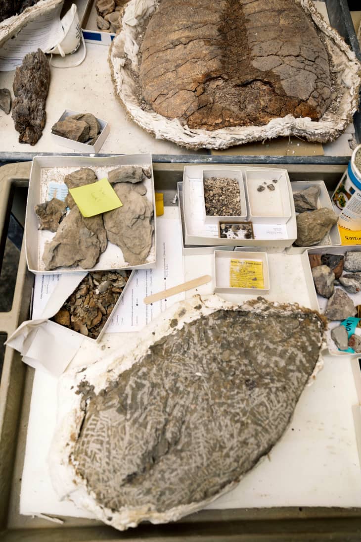 The Way We Eat: Natalie Toth, Dinosaur Hunter and Fossil Expert in ...