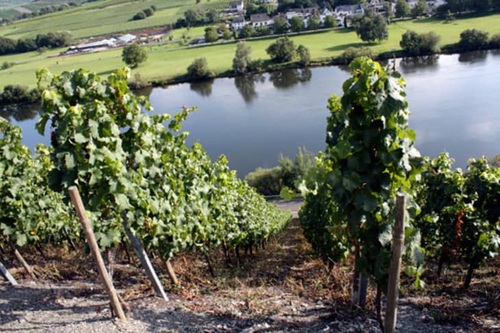Know Your German Riesling Wine Regions: Mosel, Rheingau, & Pfalz | The ...