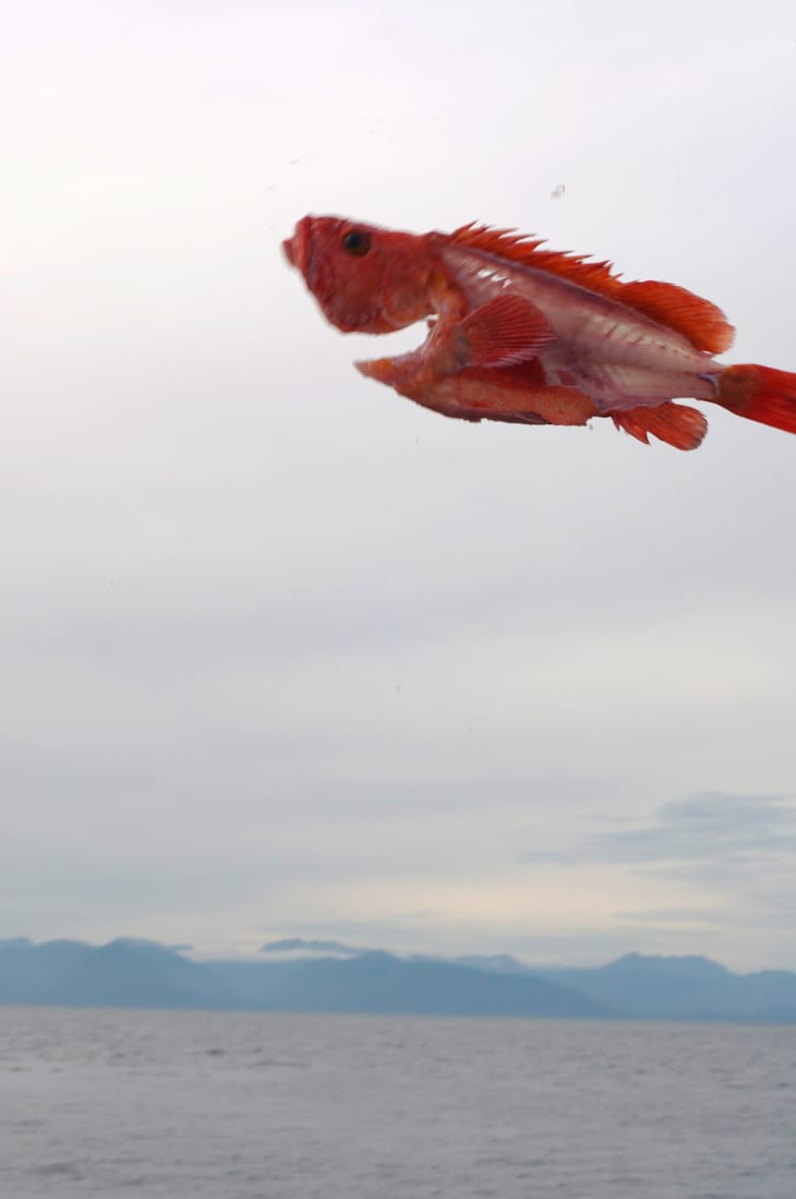 Scenes from Alaskan Fish Camp: Filleting a Yelloweye Rockfish Right on ...