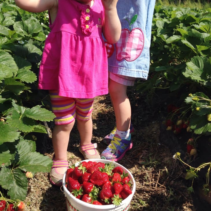 A Guide to Strawberry Picking with Kids This Season | The Kitchn