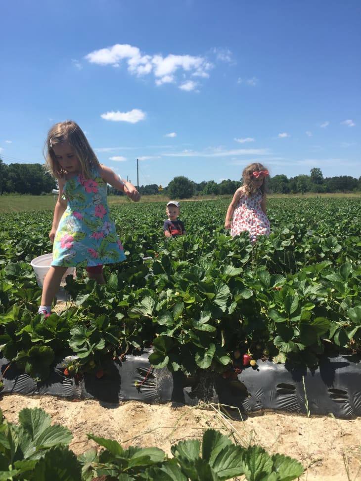 A Guide to Strawberry Picking with Kids This Season | The Kitchn