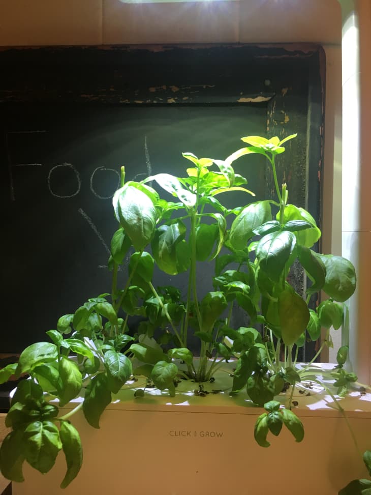 Does the Click and Grow Garden System Actually Work? | The Kitchn