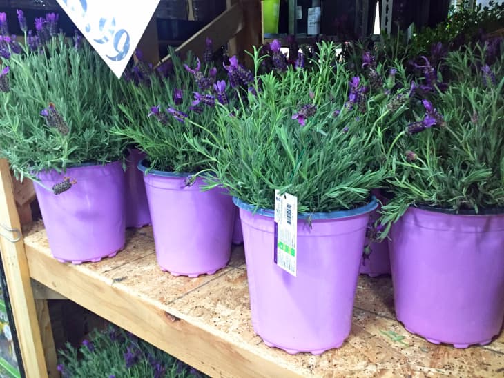 Costco Shopping Tips - Best Deals, What to Know | The Kitchn