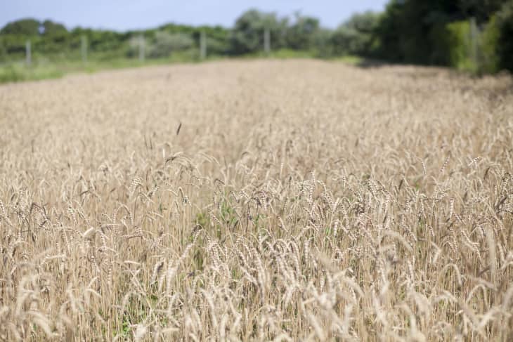 From Seed to Table: How The Amagansett Wheat Project Turns Local Wheat ...