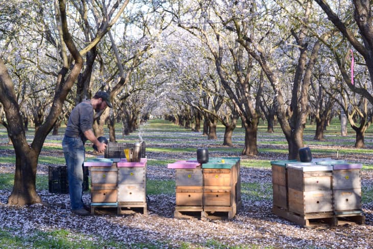 Spring Break with Millions of Bees: Why Beekeepers Take a California ...