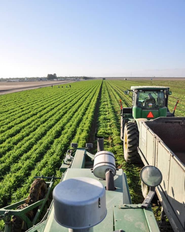 Behind the Scenes: Baby Carrot Harvest at Grimmway Farms | The Kitchn