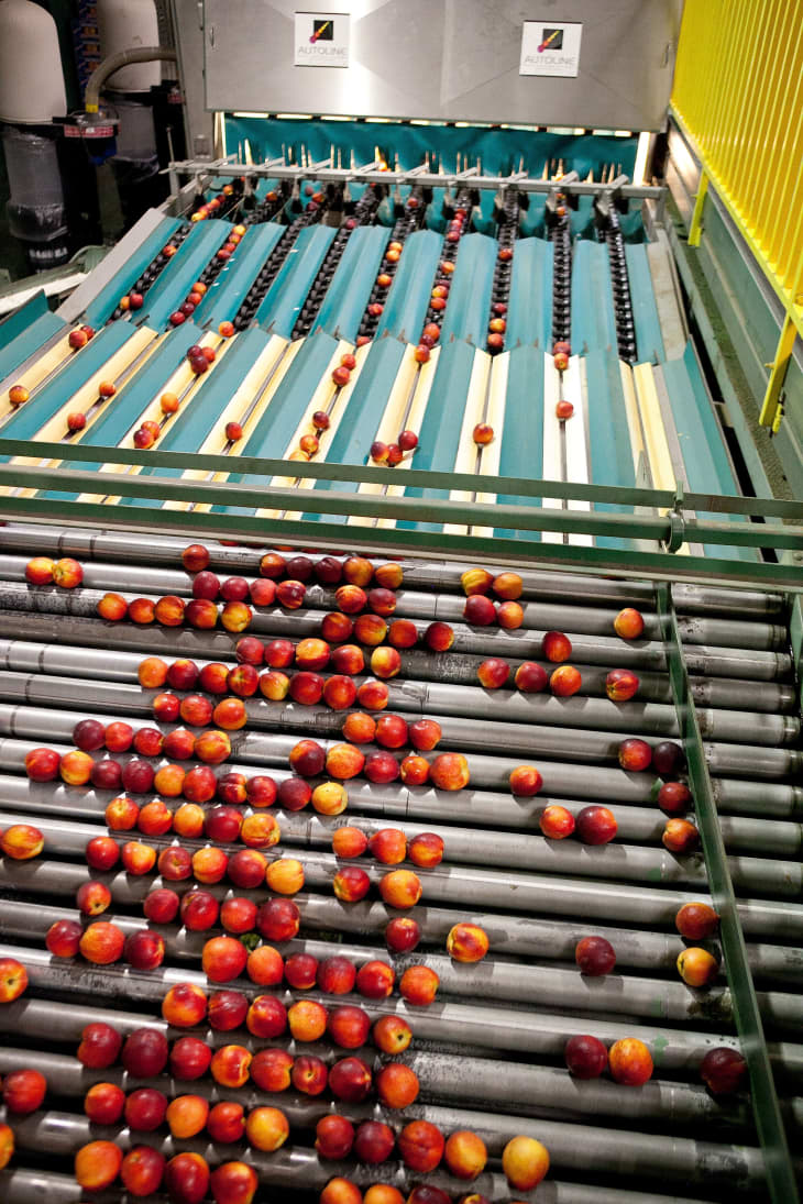 How Peaches Are Packed for Shipping | The Kitchn